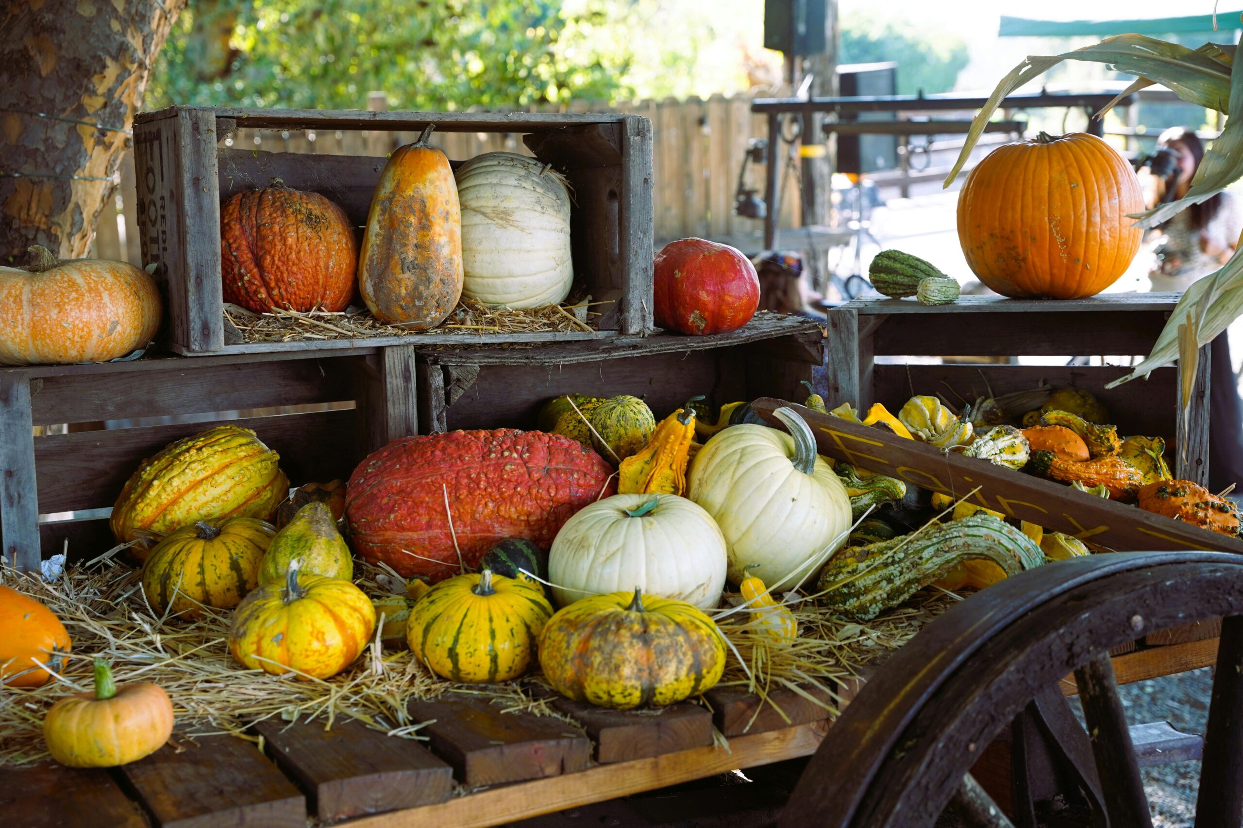 Fall Festivals and Markets Near The Hub | Happenings Blog | Hub